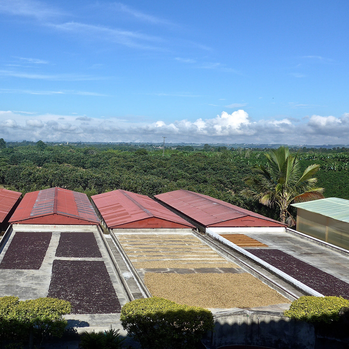 Blender: Colombia, Popayan Reserve – ecre.coffee